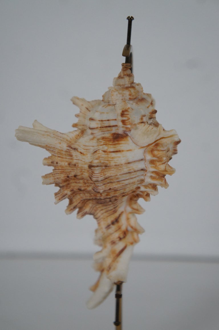 Vintage Spiked Conch Shell Brass Stand Glass Showcase Curio Casket ...