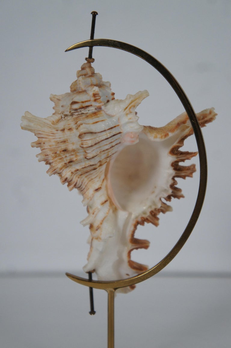 Vintage Spiked Conch Shell Brass Stand Glass Showcase Curio Casket ...