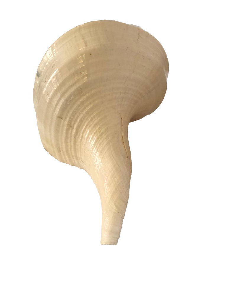 Vintage Syrinx Aruanus Trumpet Conch Seashell Ocean Nautical ...