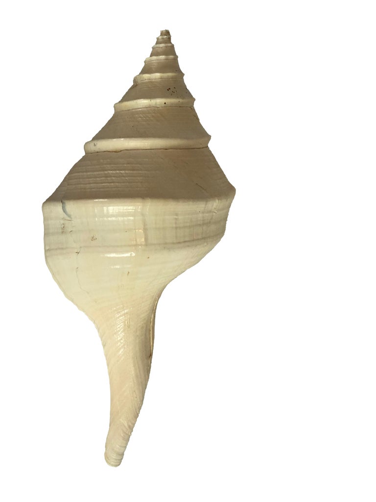 Vintage Syrinx Aruanus Trumpet Conch Seashell Ocean Nautical ...