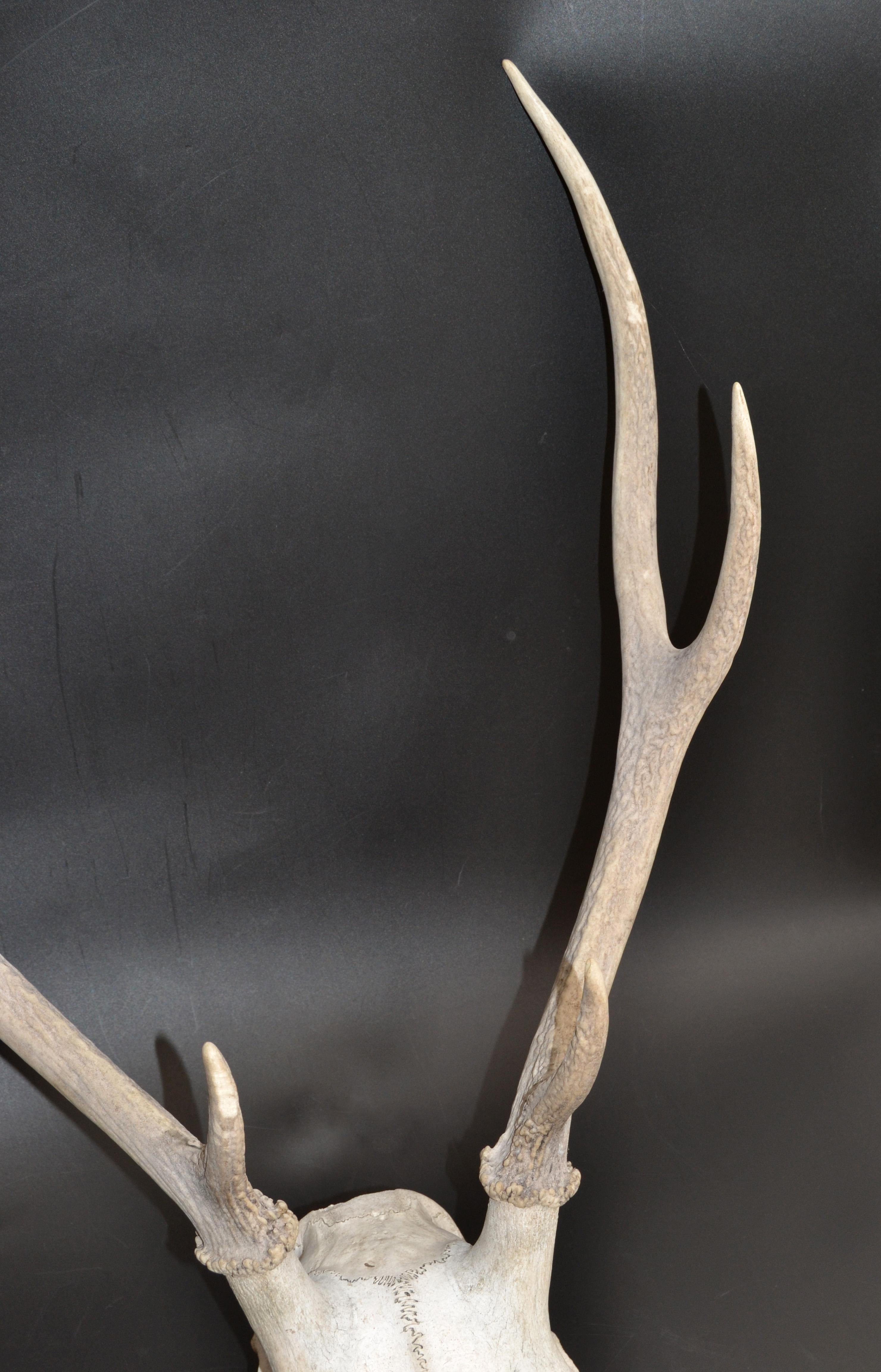 Vintage Taxidermy Forrest Deer Antlers Horns Folk Art For Sale at ...