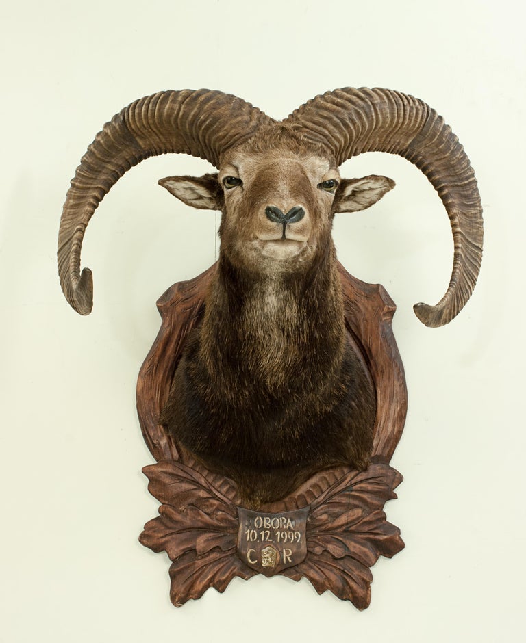 Vintage Taxidermy Mouflon Shoulder Mount on Carved Shield, Mountain ...