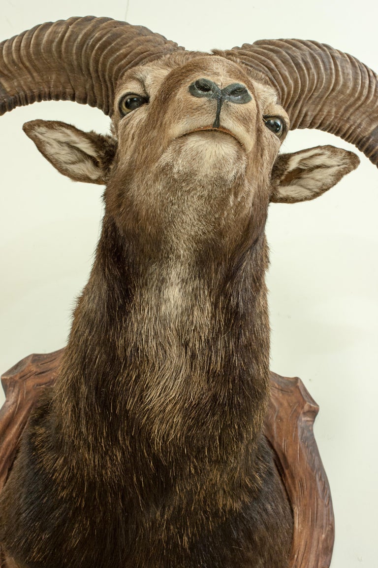 Vintage Taxidermy Mouflon Shoulder Mount on Carved Shield, Mountain ...