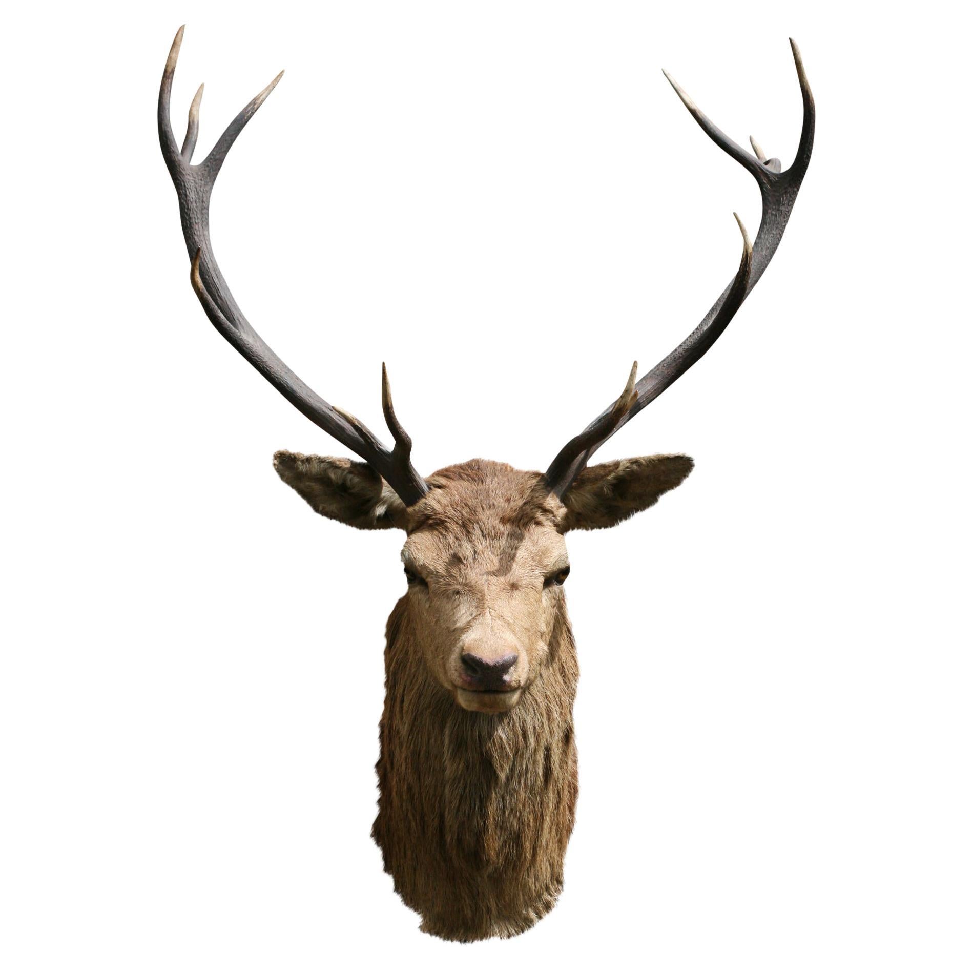Lot of 2 Deer Antler Stag Taxidermy Trophy Antique German 1926 and 1904 ...