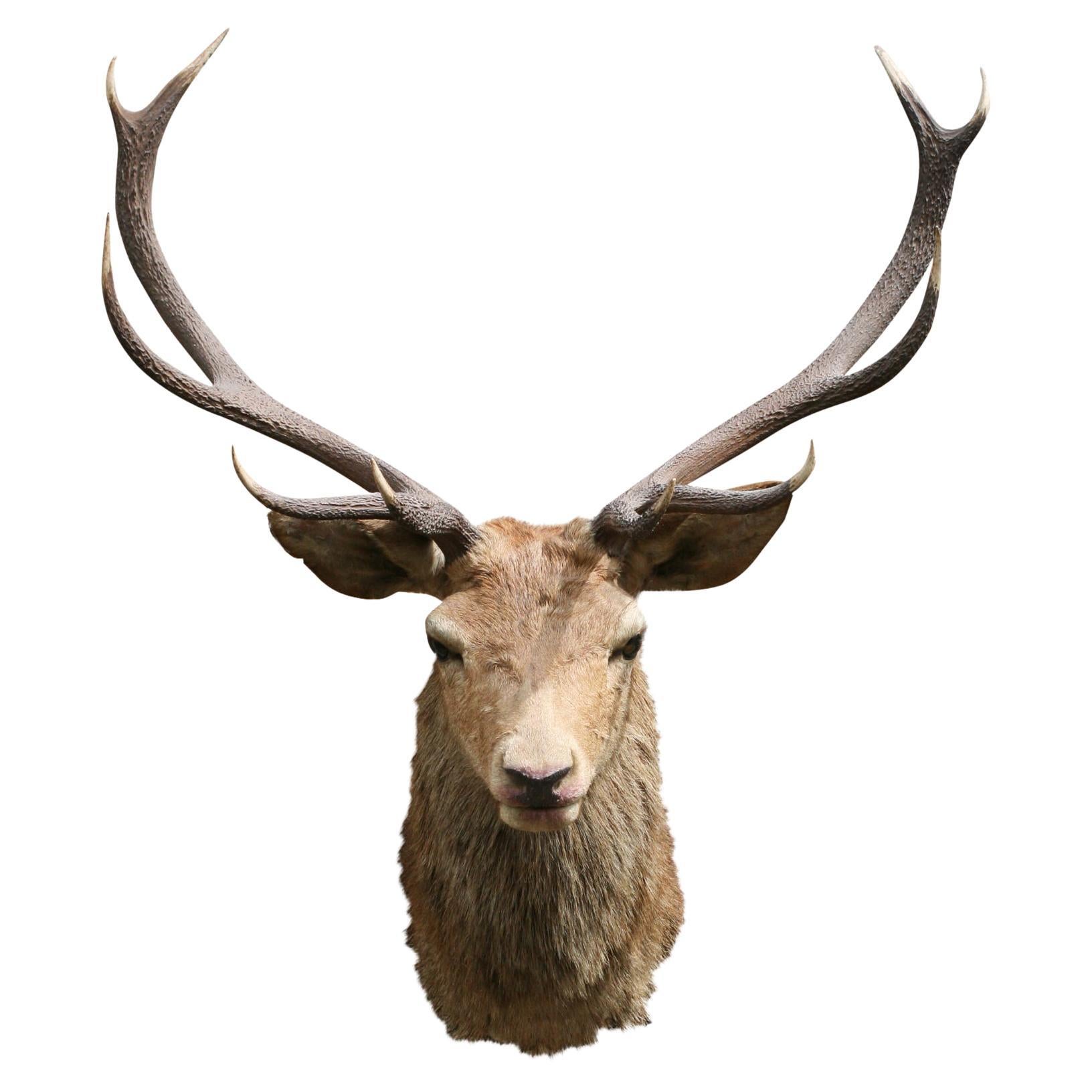 Vintage Belgian Taxidermy Ekster 'Magpie' Bird For Sale at 1stDibs