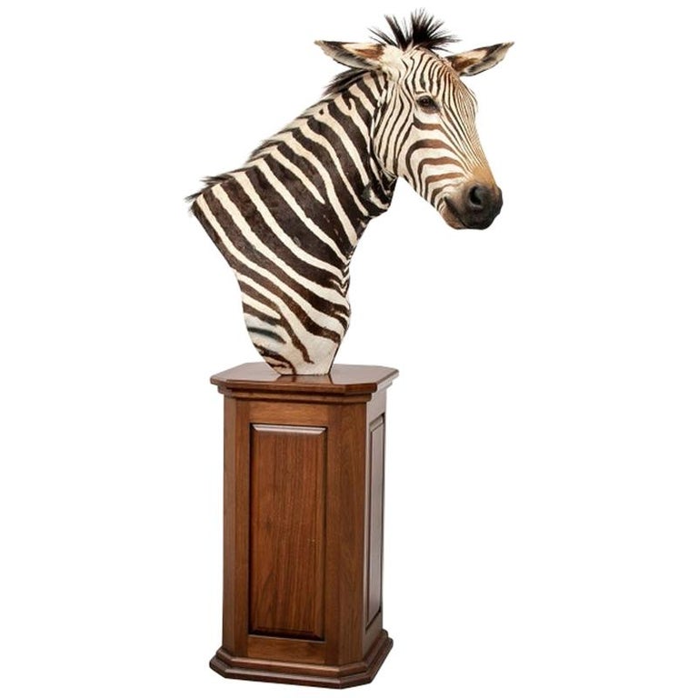 Vintage Taxidermy Zebra Figure on Custom Pedestal at 1stDibs
