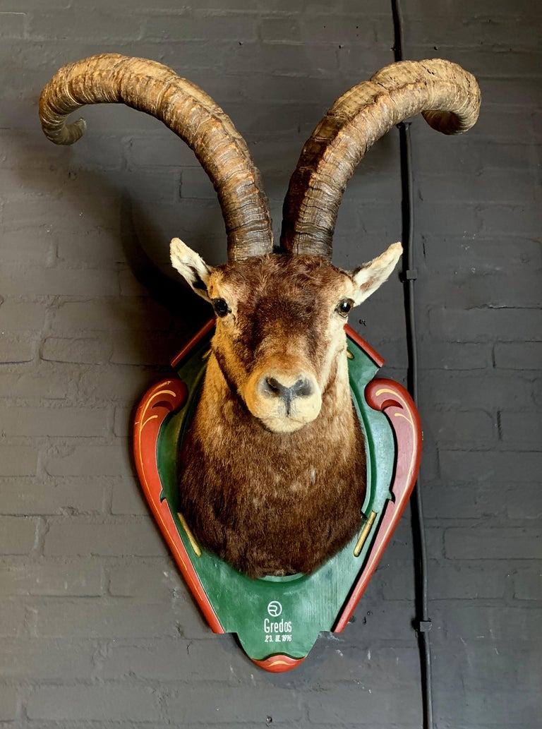 Vintage Trophy Head of a Spanish Ibex For Sale at 1stDibs | ibex trophy ...