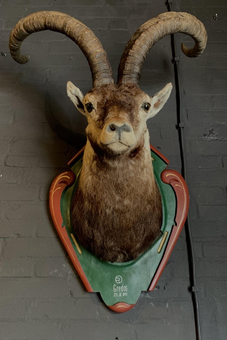 Vintage Trophy Head of a Spanish Ibex For Sale at 1stDibs | ibex trophy ...