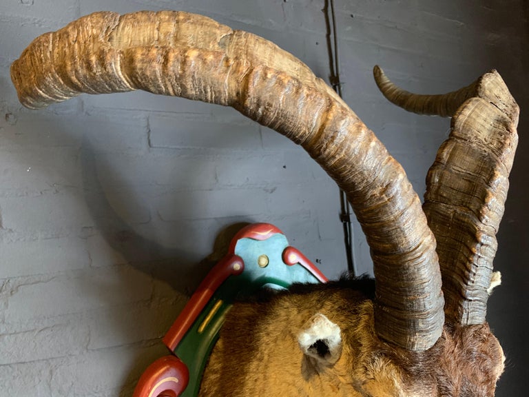 Vintage Trophy Head of a Spanish Ibex For Sale at 1stDibs | ibex trophy ...