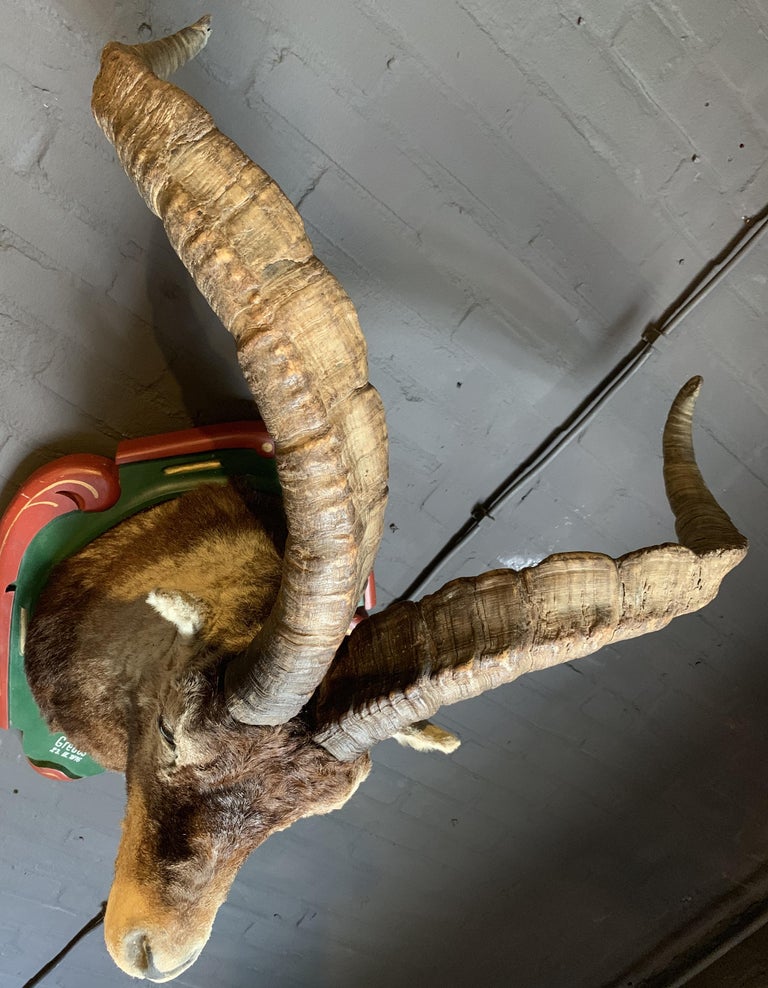 Vintage Trophy Head of a Spanish Ibex For Sale at 1stDibs | ibex trophy ...