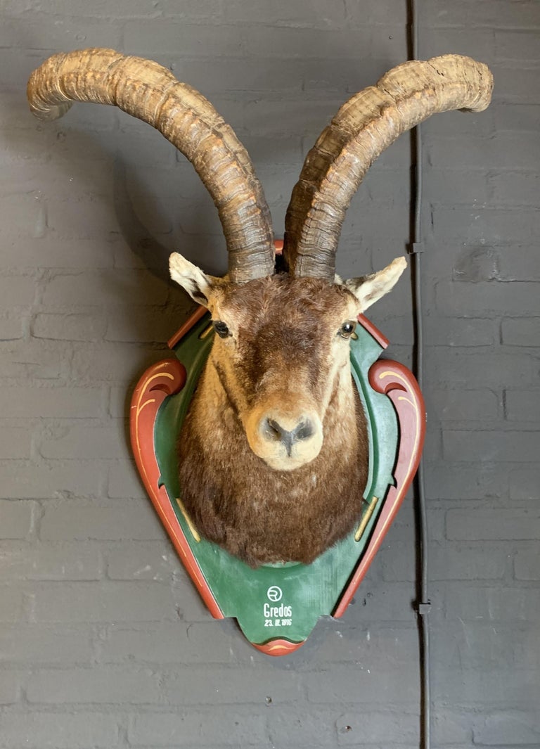 Vintage Trophy Head of a Spanish Ibex For Sale at 1stDibs | ibex trophy ...