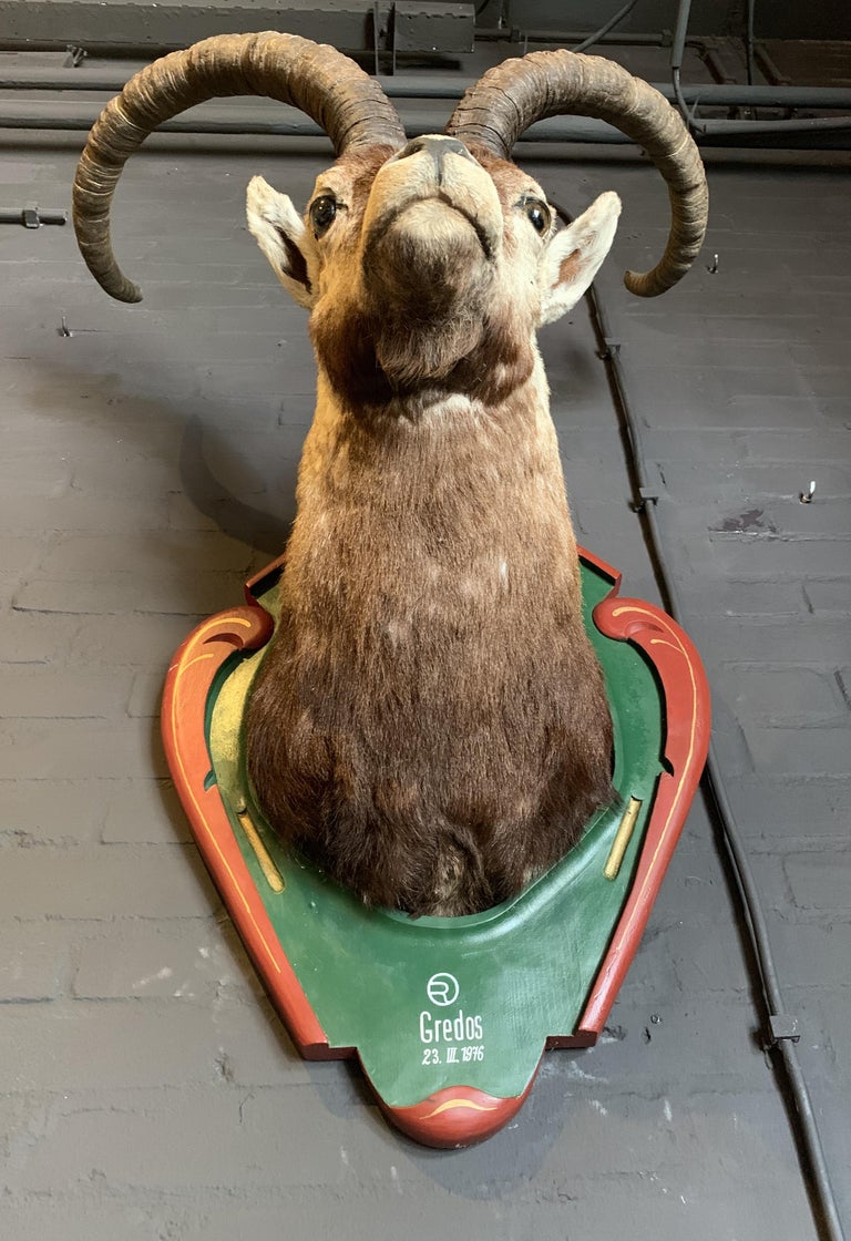 Vintage Trophy Head of a Spanish Ibex For Sale at 1stDibs | ibex trophy ...