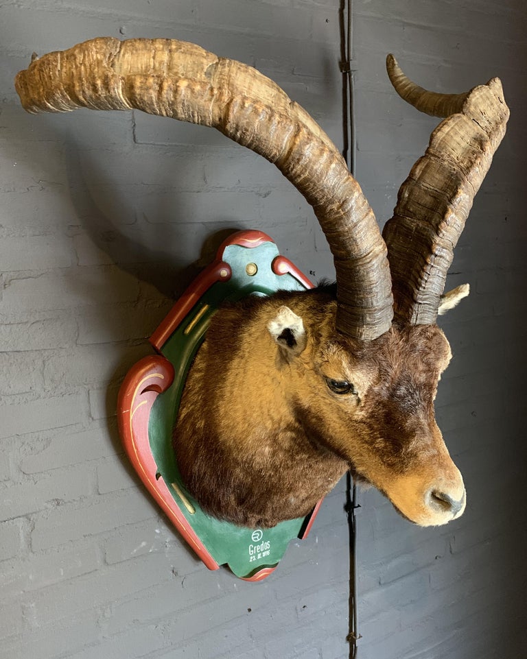 Vintage Trophy Head of a Spanish Ibex For Sale at 1stDibs | ibex trophy ...