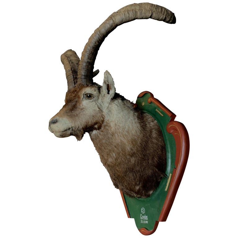 Vintage Trophy Head of a Spanish Ibex For Sale at 1stDibs | ibex trophy ...
