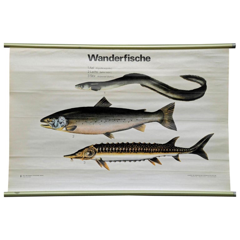 Vintage Wall Chart Migrating Fish Maritime Countrycore Decoration ...