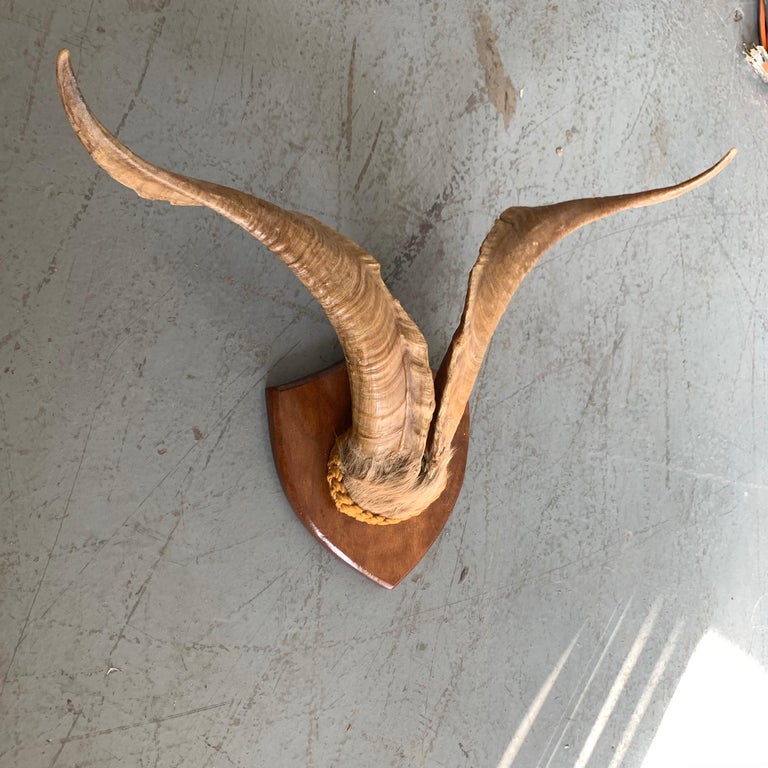 Vintage Wall-Mounted Antler Trophy on Shield Shaped Plaque For Sale at ...