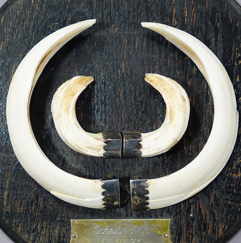 Vintage Wild Boar Teeth Trophy on Wooden Plaque, Germany 1971 For Sale ...