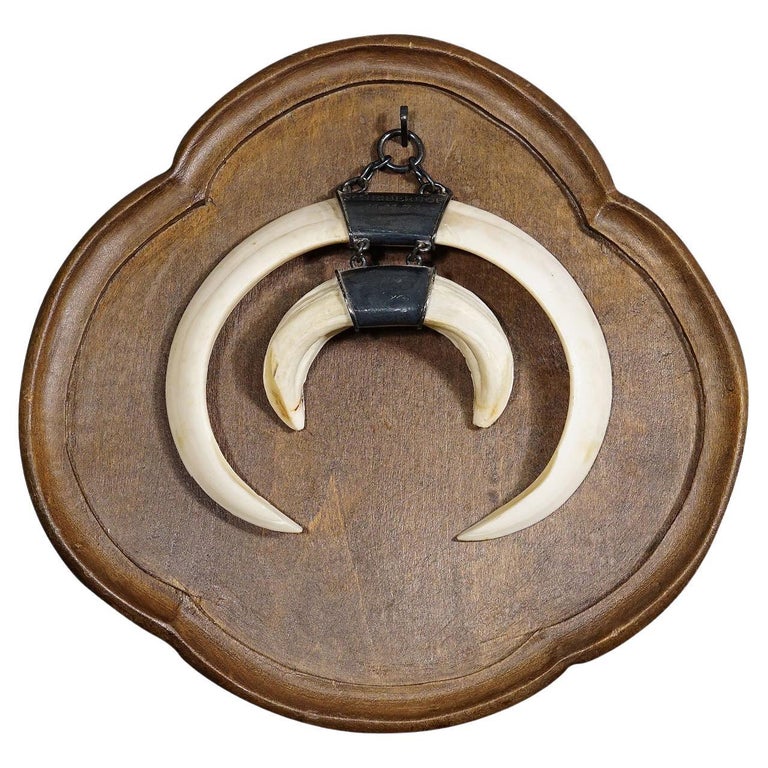 Vintage Wild Boar Tusk Trophy on Wooden carved Plaque, Germany, 1973 ...