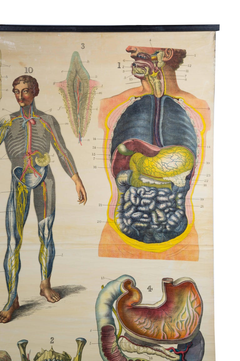 W&A J Johnstons Series of Anatomy, Organs For Sale at 1stDibs