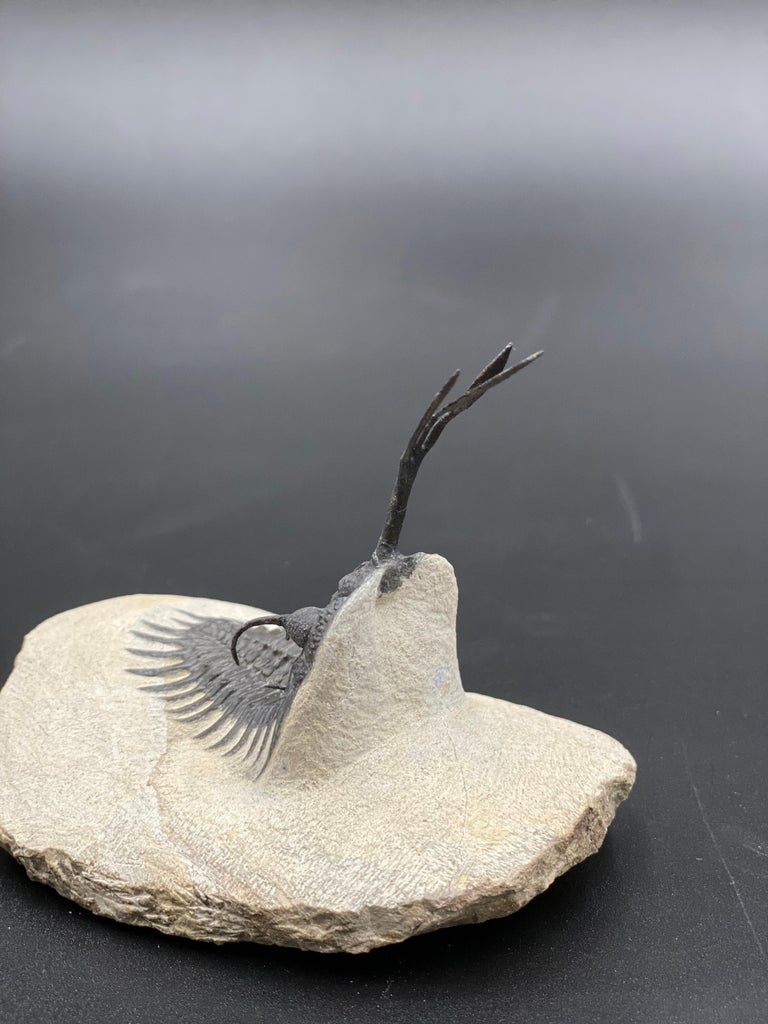 Waliserops Fossil in Its Stone Gong For Sale at 1stDibs