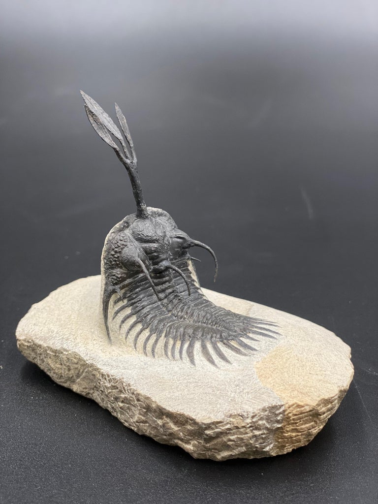 Waliserops Fossil in Its Stone Gong For Sale at 1stDibs