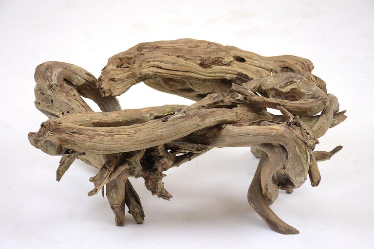 Walnut Root Coffee Table at 1stDibs