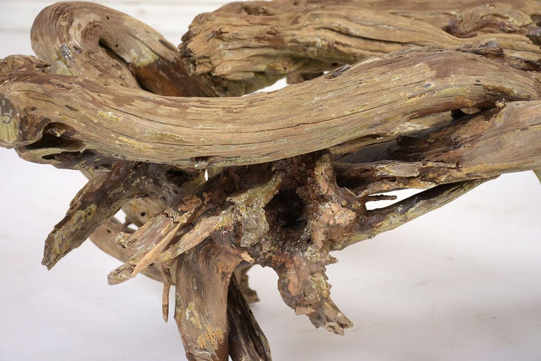 Walnut Root Coffee Table at 1stDibs