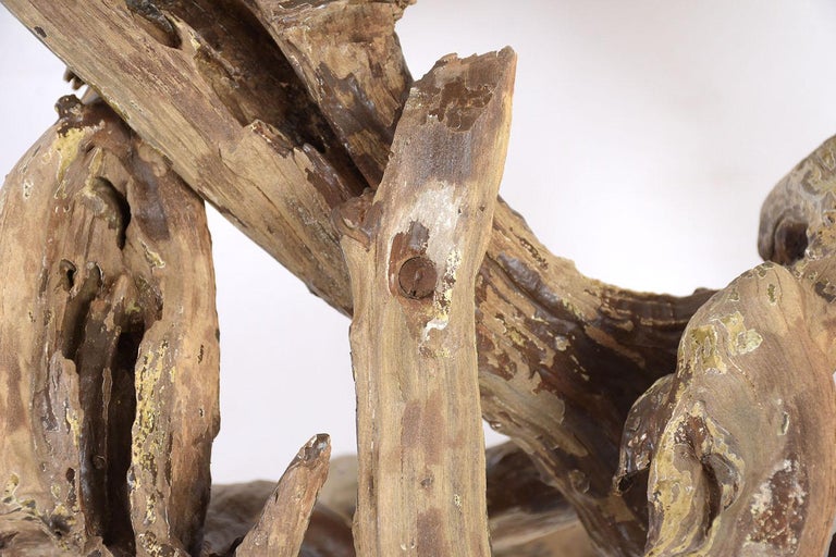 Walnut Root Coffee Table at 1stDibs