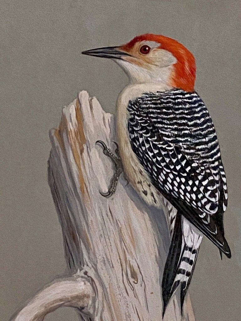 Walter Alois Weber - Red-Bellied Woodpecker (Bird Artist: Smithsonian ...