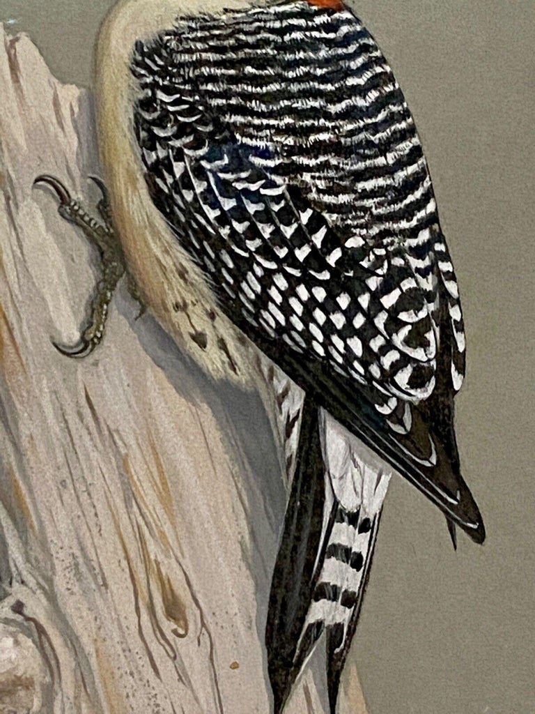 Walter Alois Weber - Red-Bellied Woodpecker (Bird Artist: Smithsonian ...