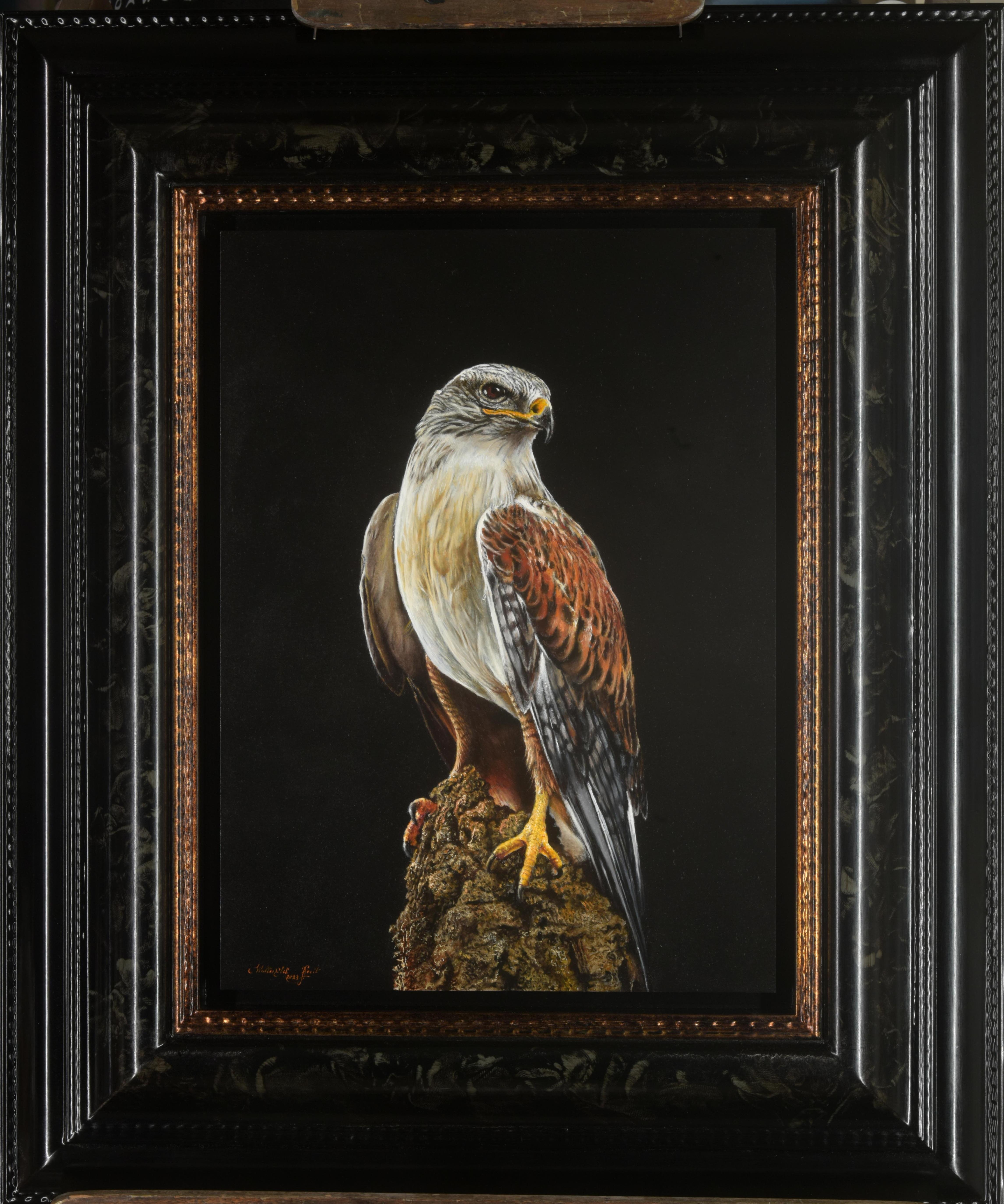 Walter Elst - Jonge Buizerd Young Buzzard Oil Painting on Panel Bird of ...