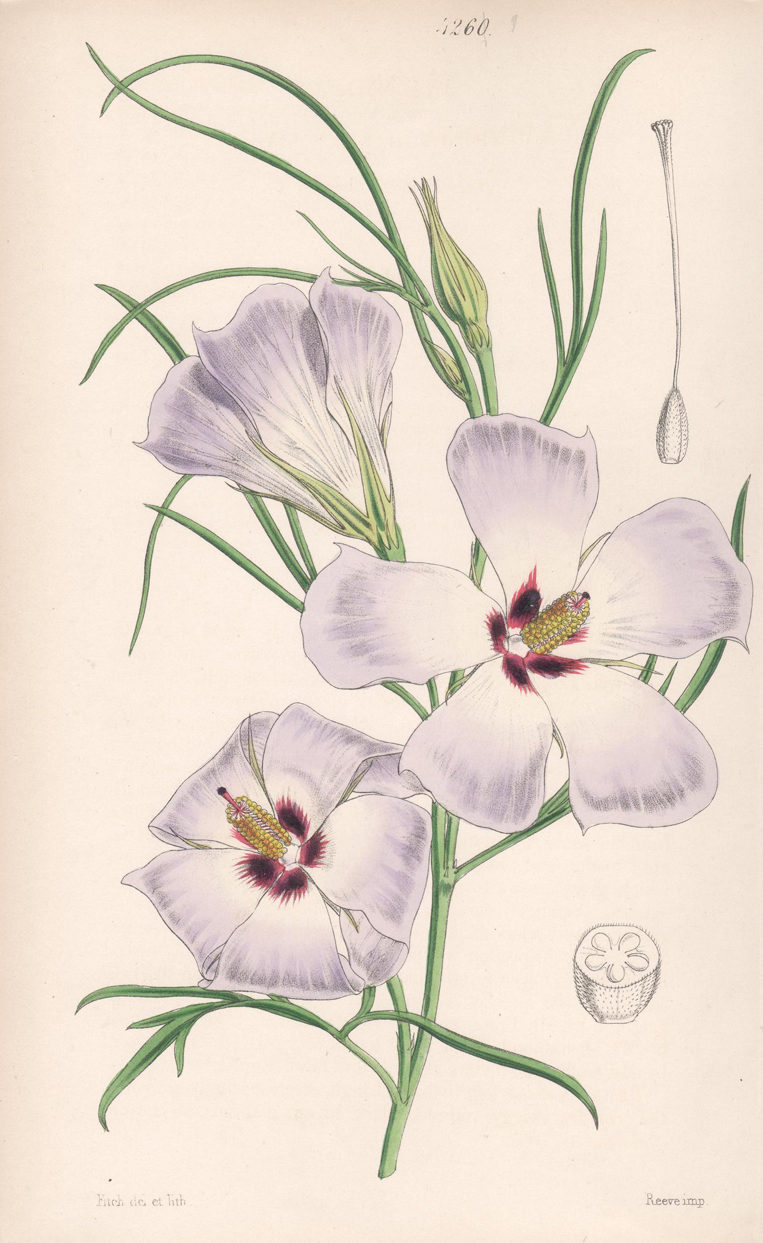 Walter Hood Fitch - Primula Verticillata Var. Sinensis, antique ...