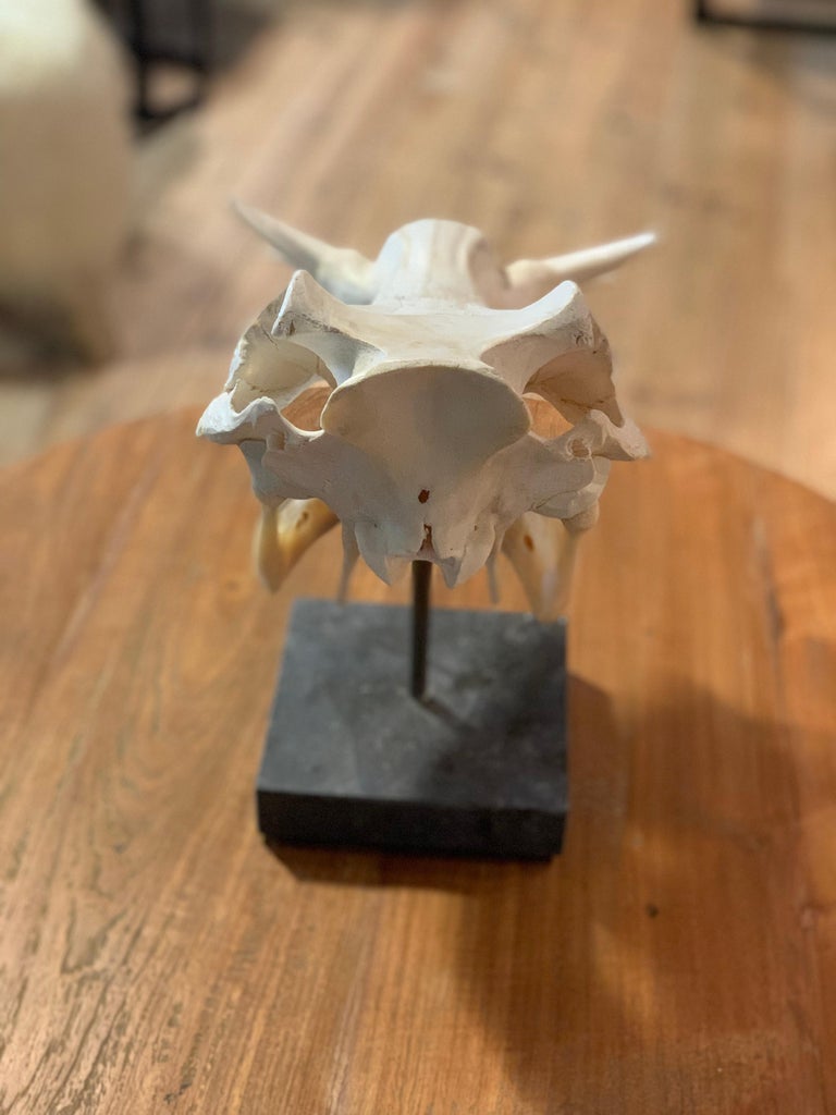 Warthog Skull on a Pedestal at 1stDibs