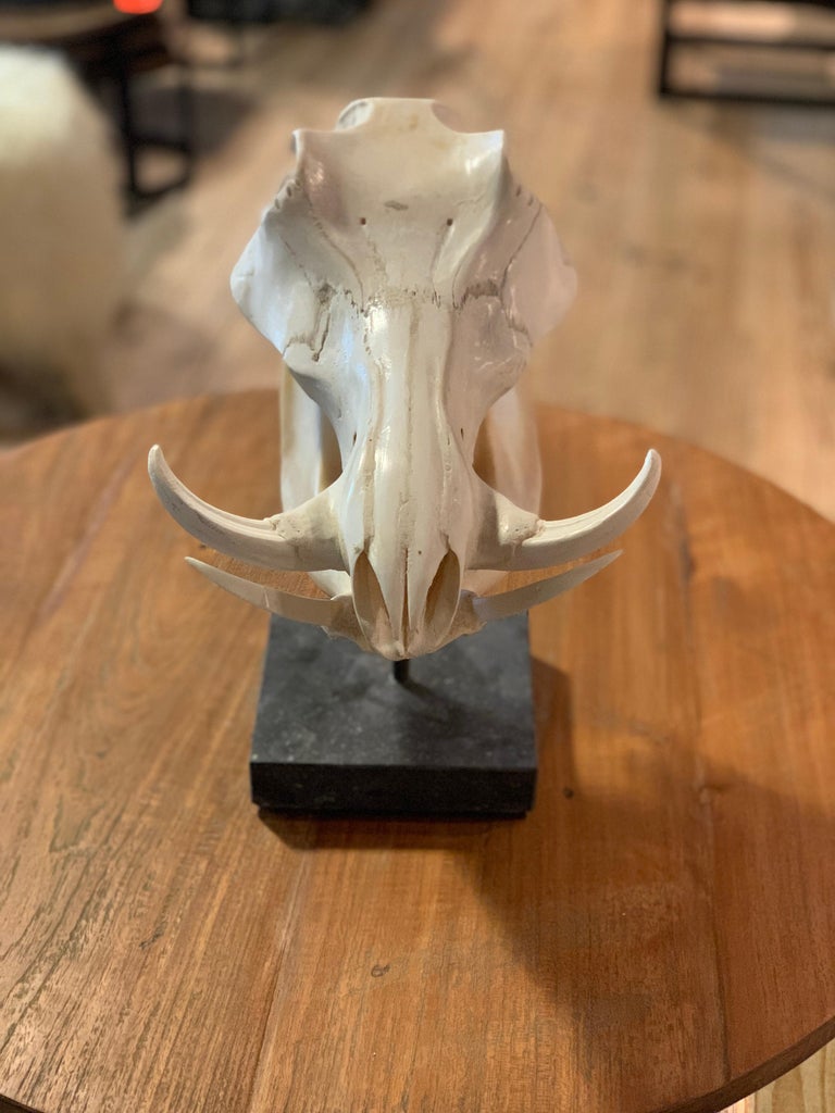 Warthog Skull on a Pedestal at 1stDibs