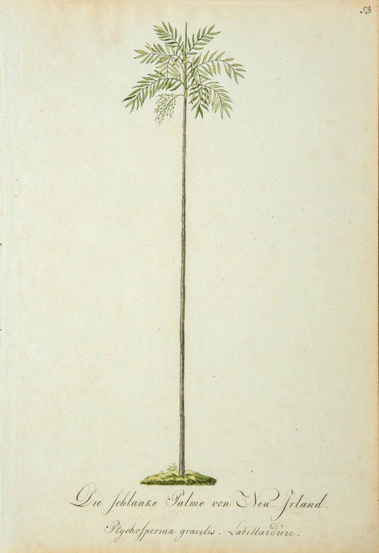 Watercolor of Palms from 1813, German For Sale at 1stDibs