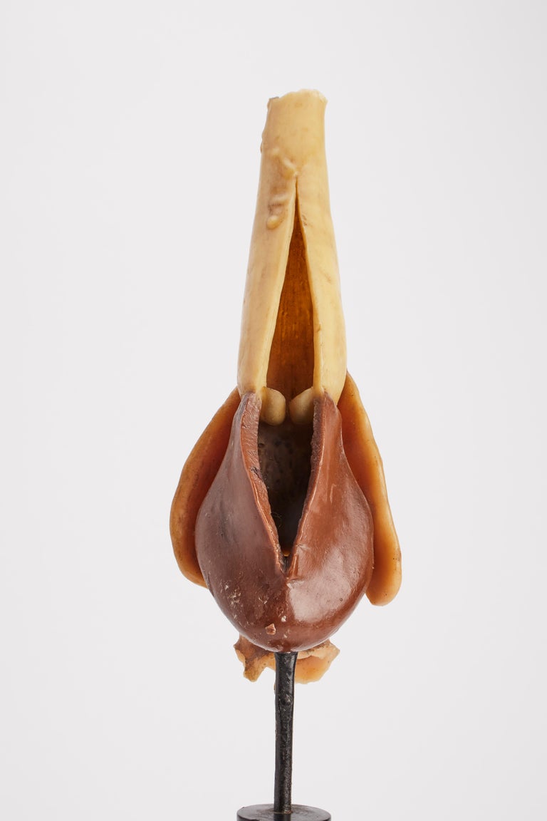 Wax Anatomic Model Depicting an Human Organ Thyroid, Germany 1780 For ...