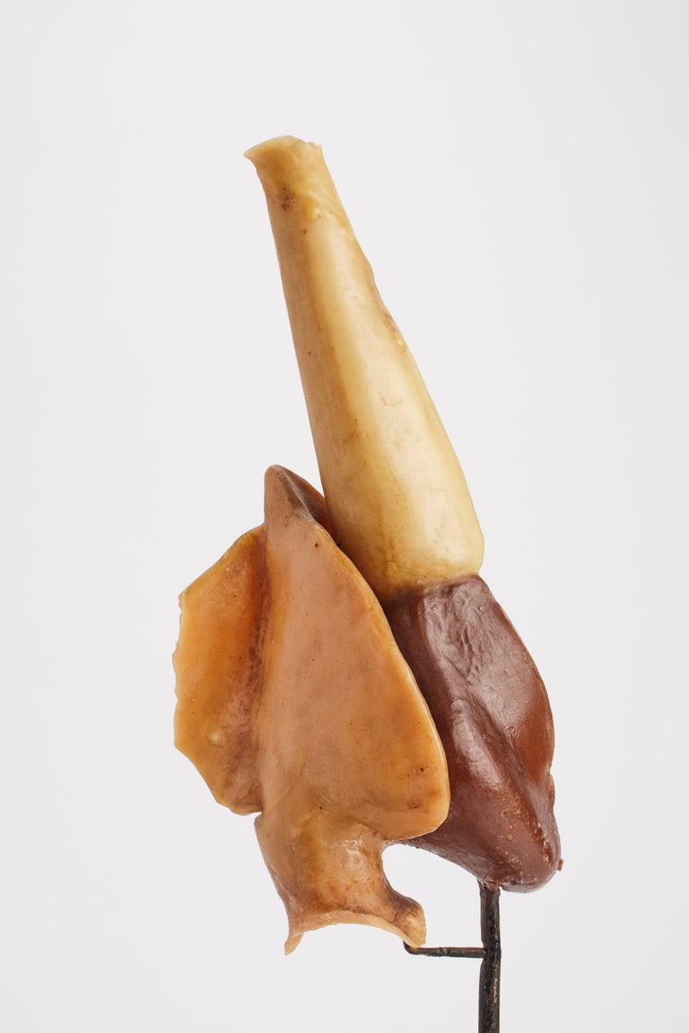 Wax Anatomic Model Depicting an Human Organ Thyroid, Germany 1780 For ...