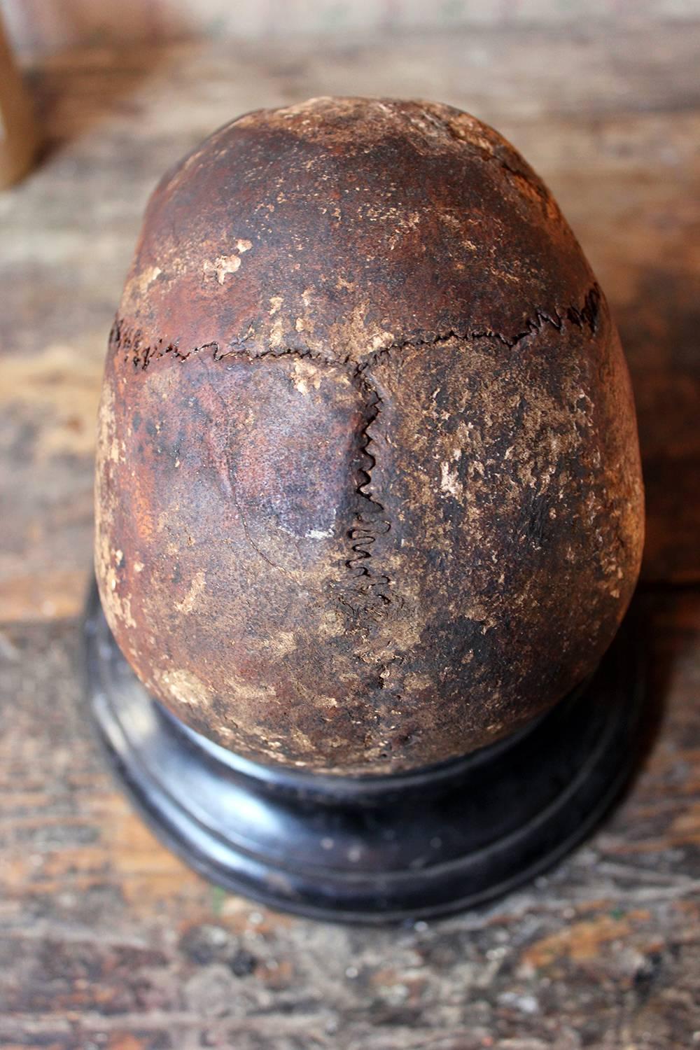 Well Patinated Early Human Skull at 1stDibs