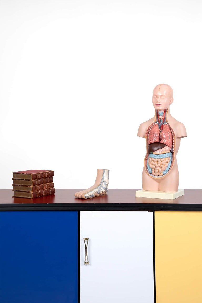 West German Unisex Anatomical Model, circa 1950 For Sale at 1stDibs