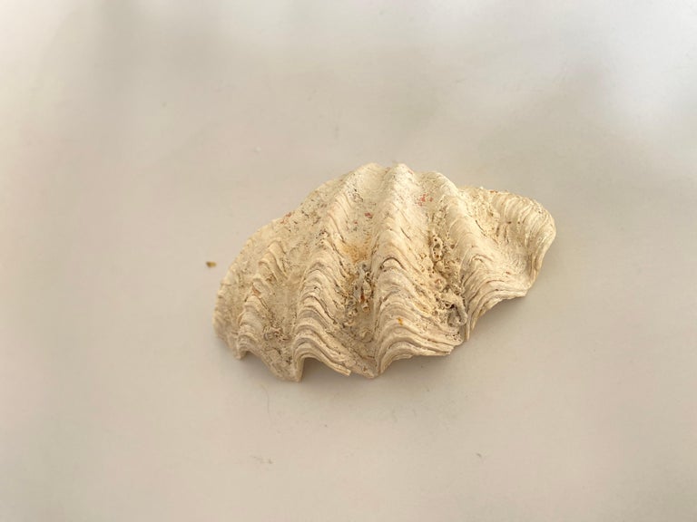 White Color Genuine Shell Vide Poche 20th Century For Sale at 1stDibs