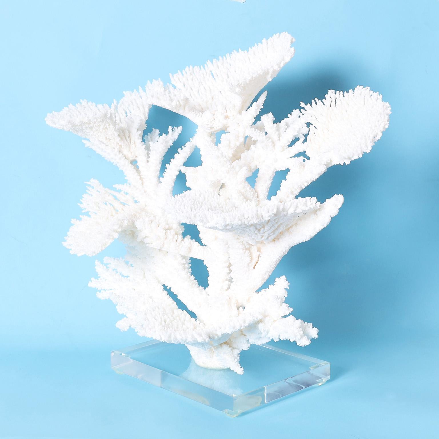 White Coral Sculpture on Lucite at 1stDibs