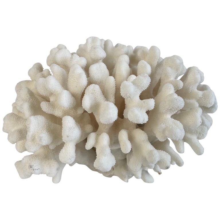 White Finger Coral at 1stDibs