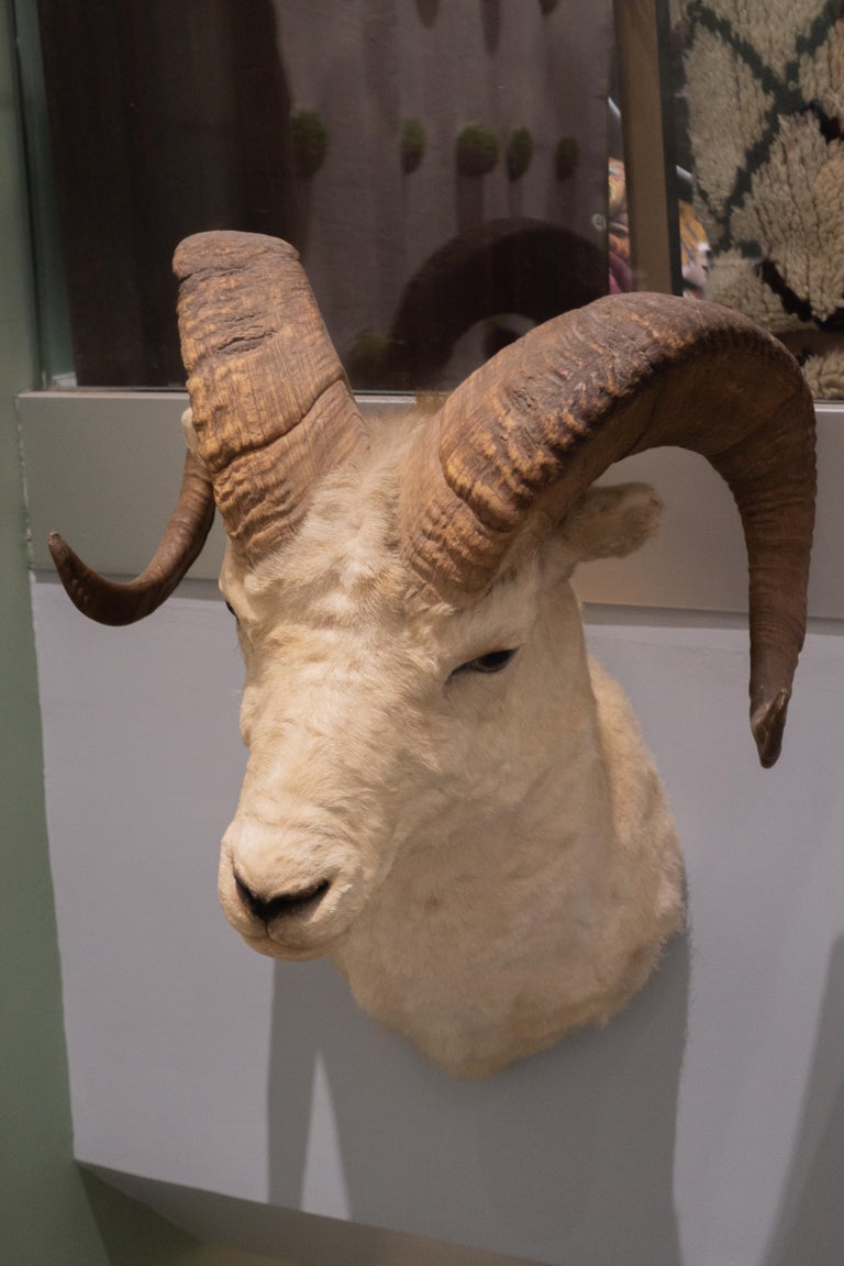 White Horned Sheep Mount Taxidermy, Denver, 1929 at 1stDibs | denver ...
