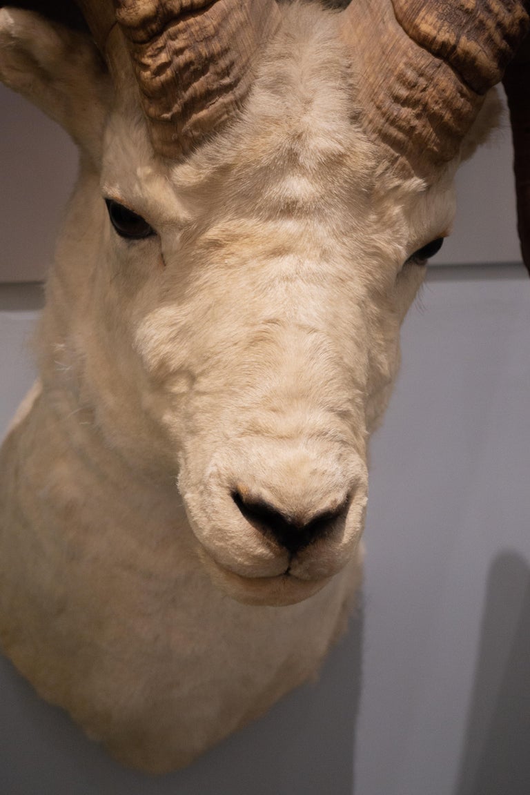 White Horned Sheep Mount Taxidermy, Denver, 1929 at 1stDibs | denver ...