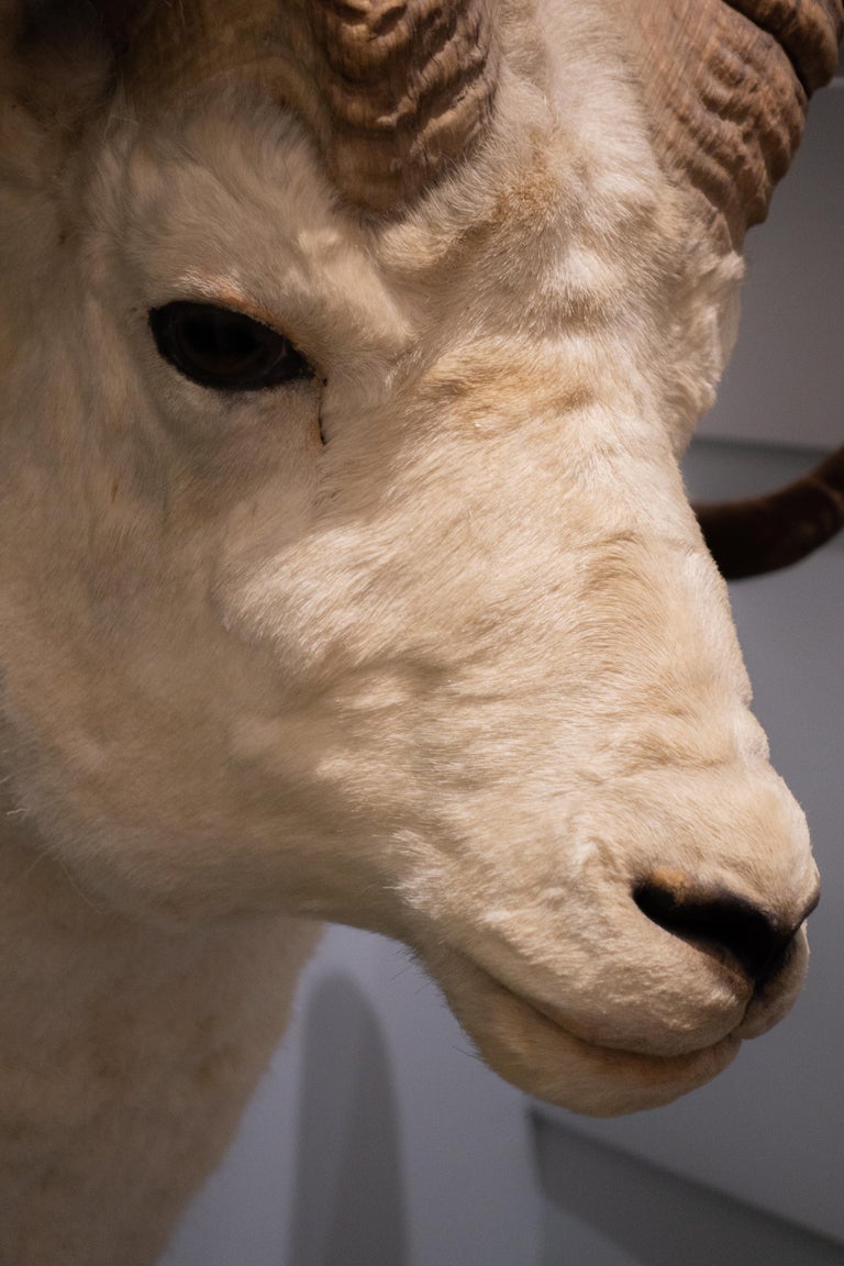White Horned Sheep Mount Taxidermy, Denver, 1929 at 1stDibs | denver ...
