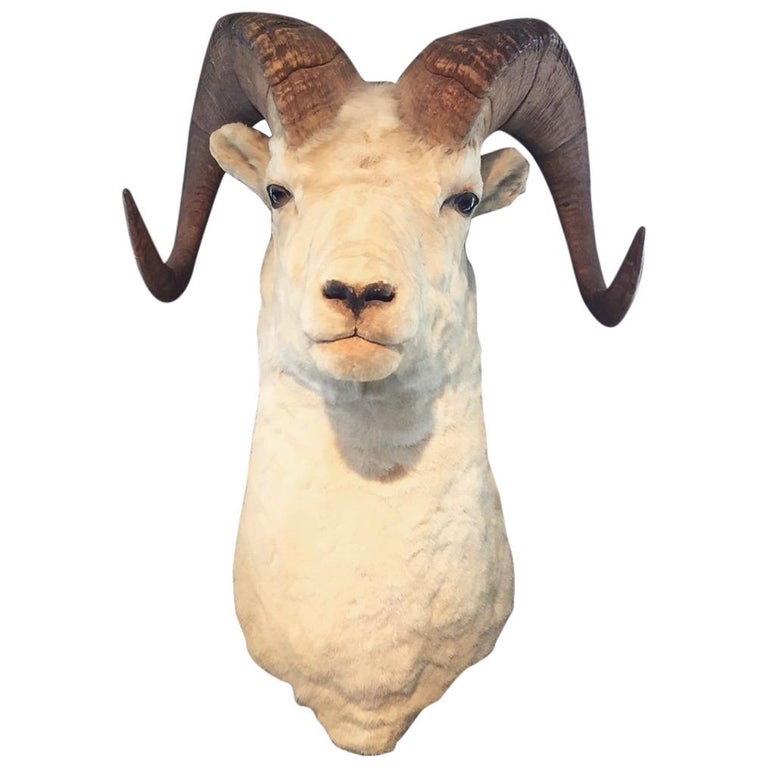 White Horned Sheep Mount Taxidermy, Denver, 1929 at 1stDibs | denver ...