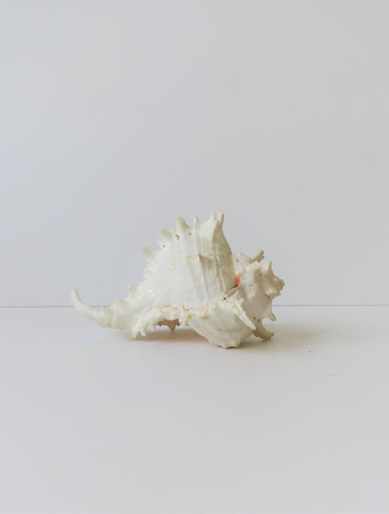 White Seashell For Sale at 1stDibs