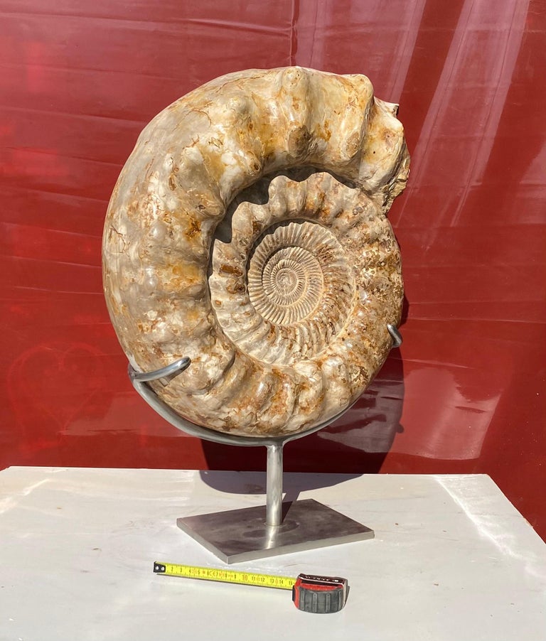 Whole Ammonite Fossil Forming a Spiral For Sale at 1stDibs