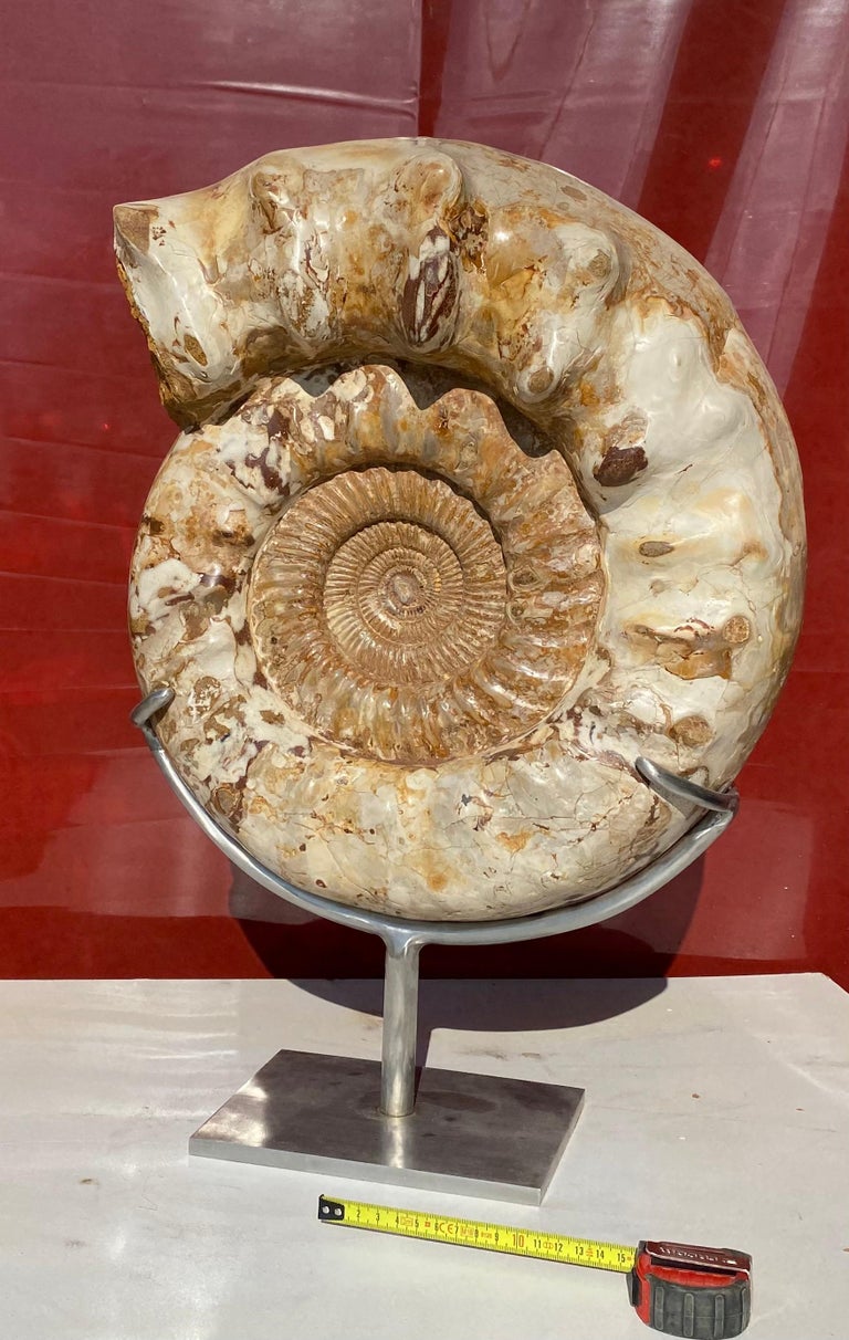 Whole Ammonite Fossil Forming a Spiral For Sale at 1stDibs