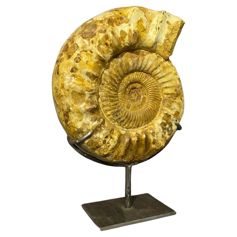 Whole Ammonite Fossil Forming a Spiral For Sale at 1stDibs
